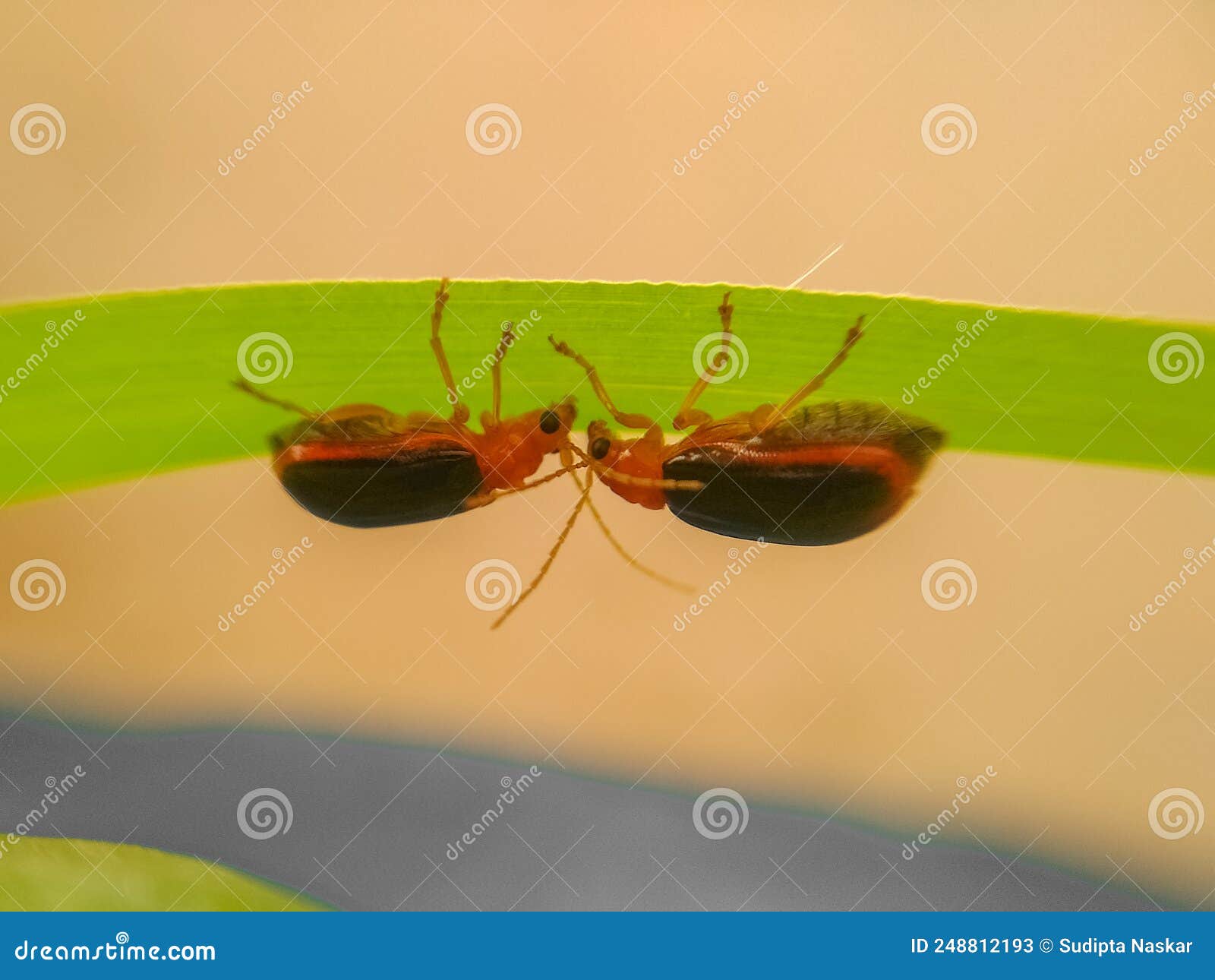 Cute Bug Couple Love Making, Macro Photography Stock Image - Image of ...