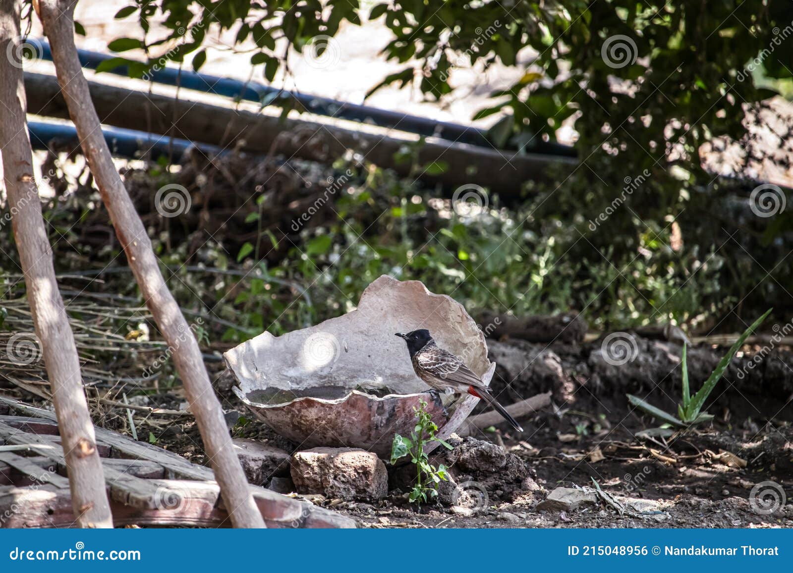 Cute bulbul sitting stock photo. Image of watching, feathers - 215048956