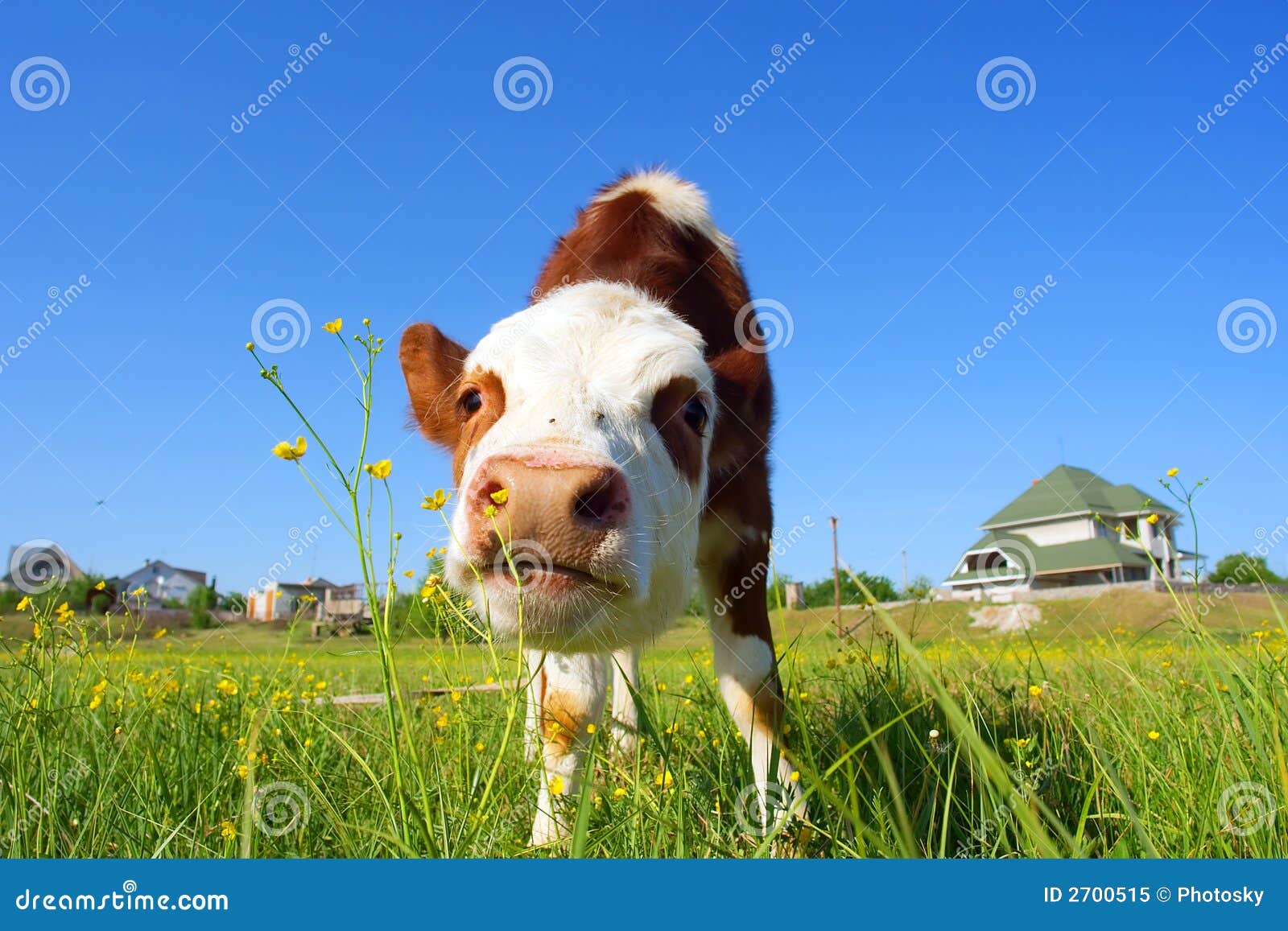 Cute Bull-calf Smells Flowers Stock Image - Image of high, field: 2700515