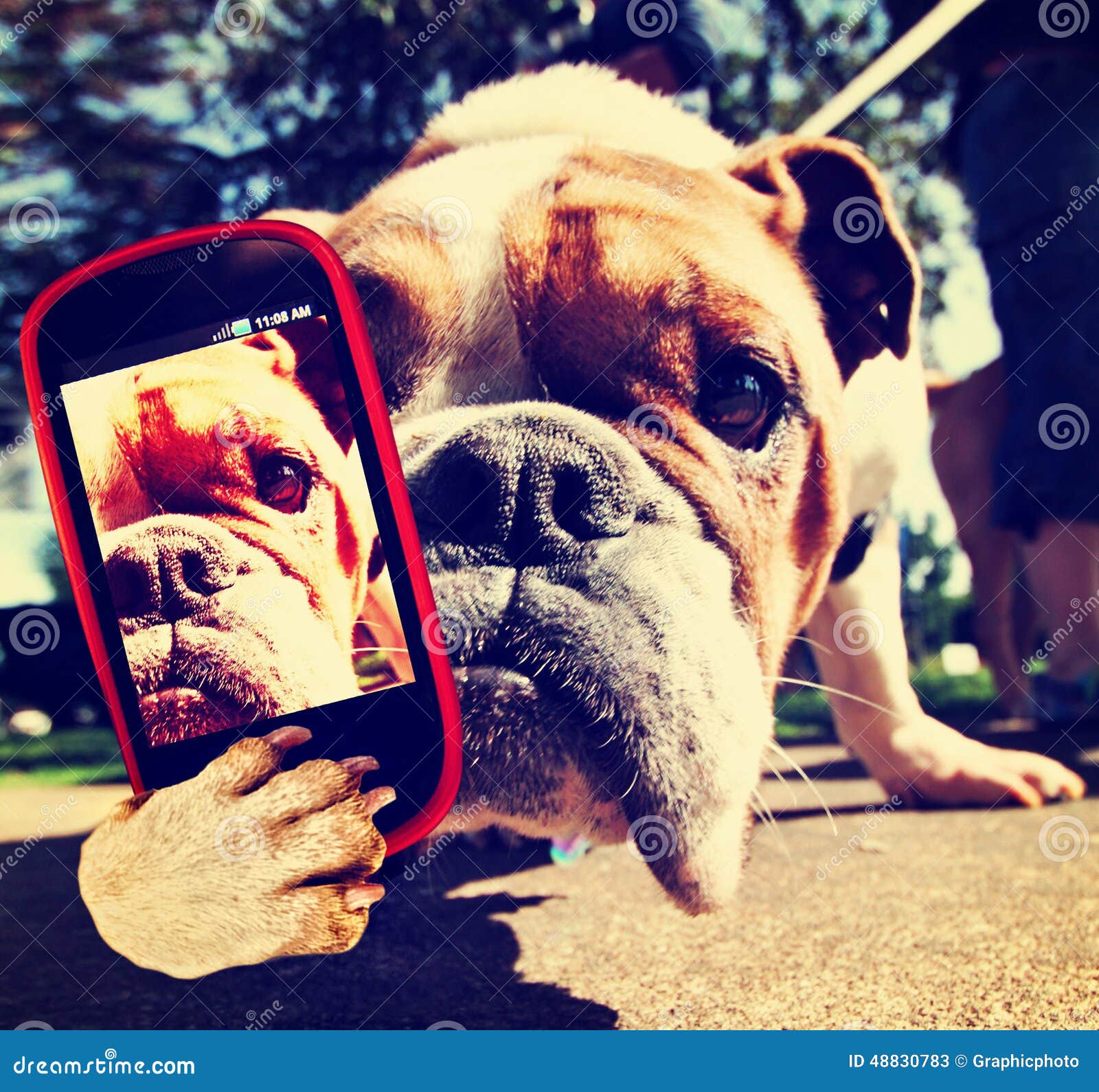A Cute Bulldog with a Cell Phone Taking a Selfie Stock Image - Image of ...