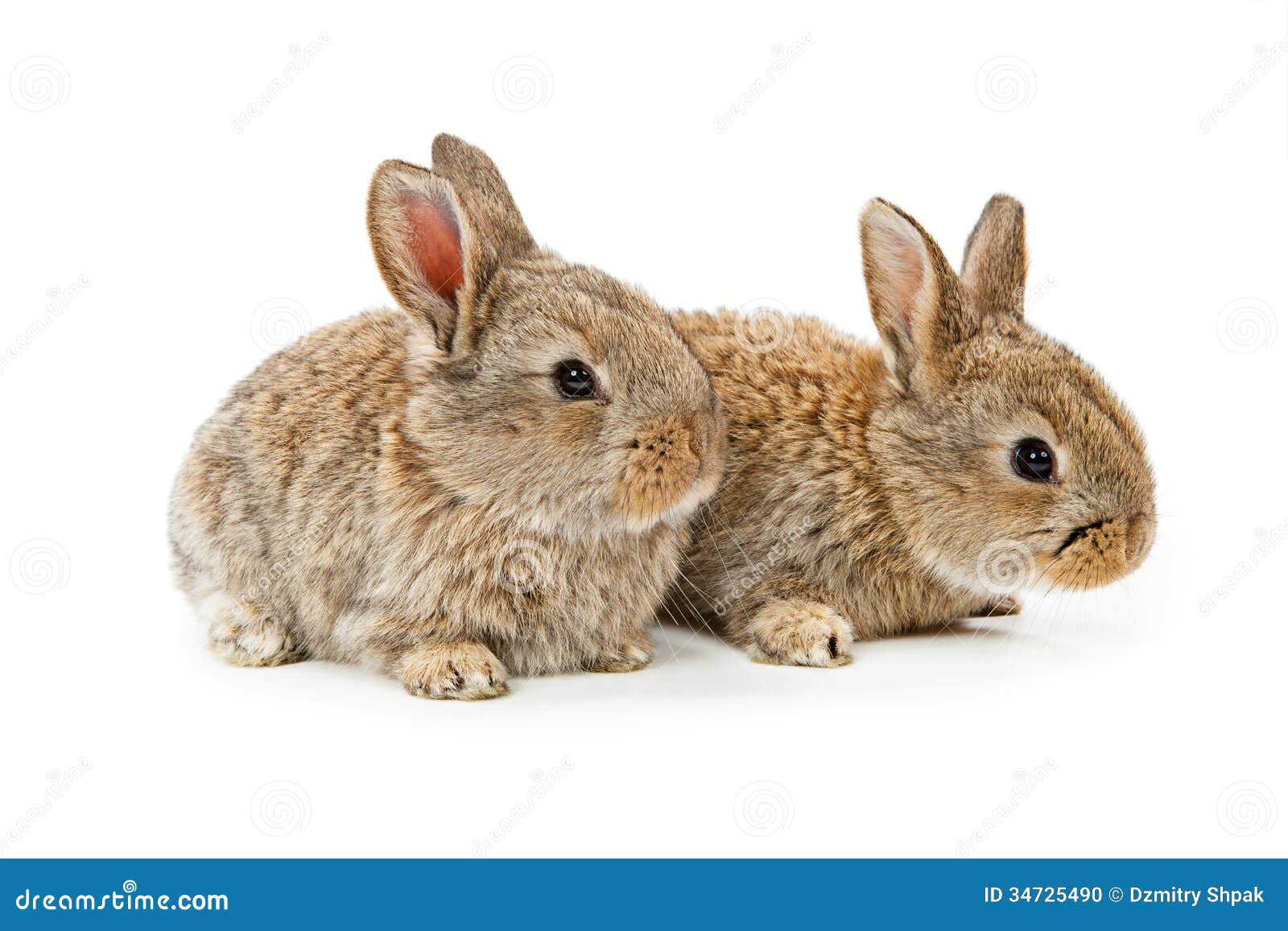 Cute Bunnies Isolated on White Stock Photo - Image of little, hair ...