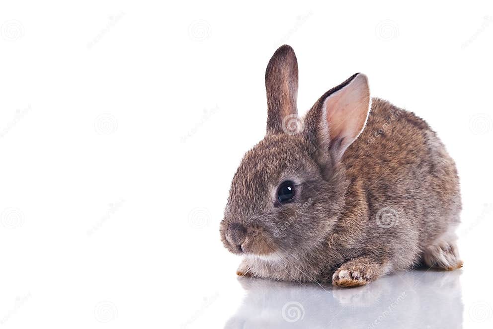 Cute Bunny stock photo. Image of isolated, furry, pretty - 11392640