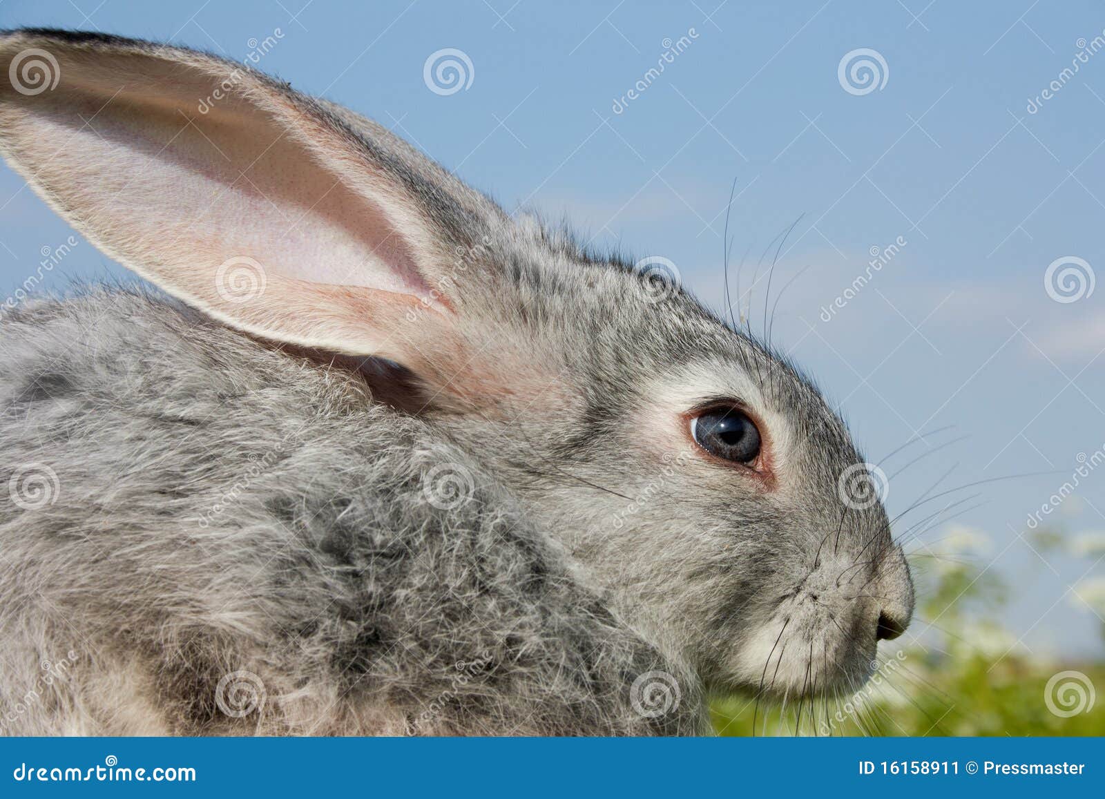 Cute Bunny Muzzle Stock Photos - Royalty Free Stock Images