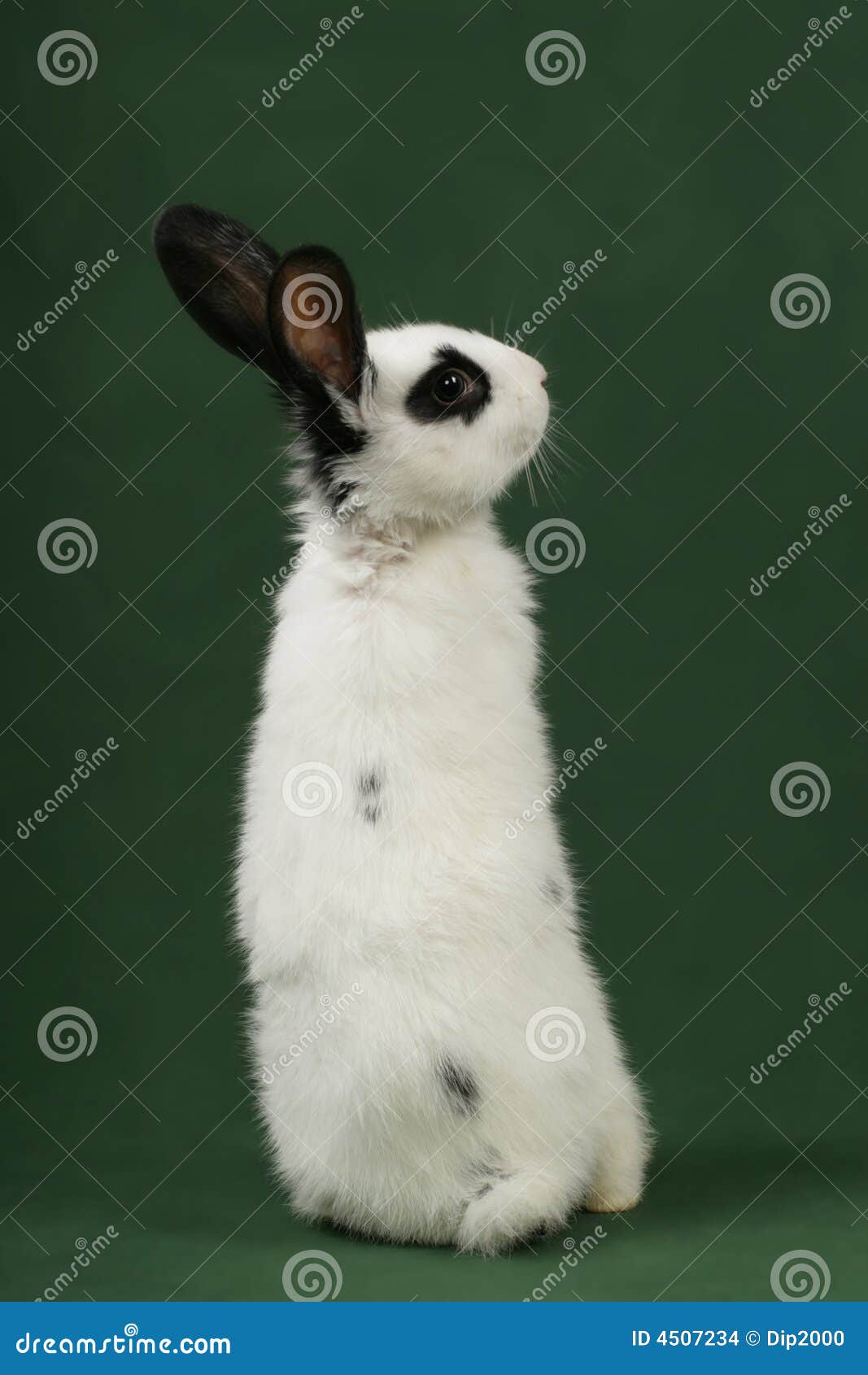674 Cute Little Bunny Looking Up Stock Photos - Free & Royalty-Free ...