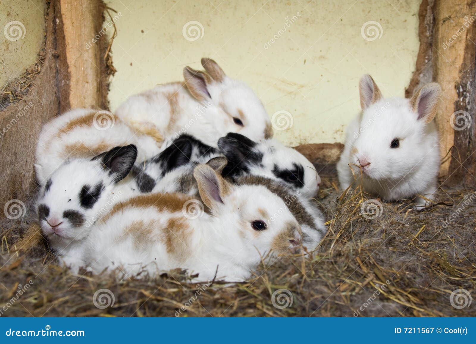 Cute bunny stock image. Image of bunny, cute, little, herb - 7211567