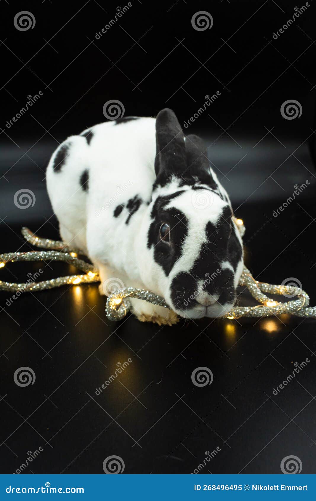 Cute Bunny with Black Background Stock Image - Image of isolated ...