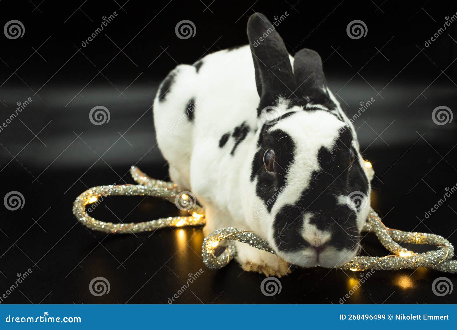 Cute Bunny with Black Background Stock Image - Image of looking, indoor ...