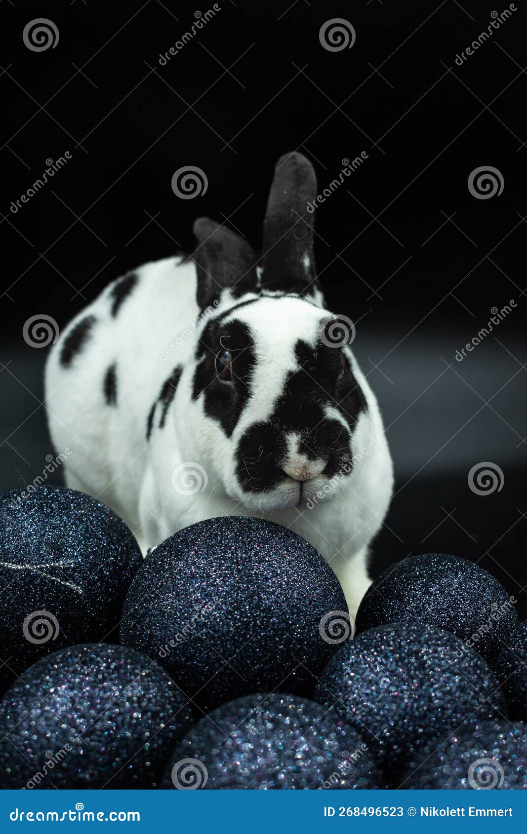 Cute Bunny with Black Background Stock Image - Image of bunnies ...