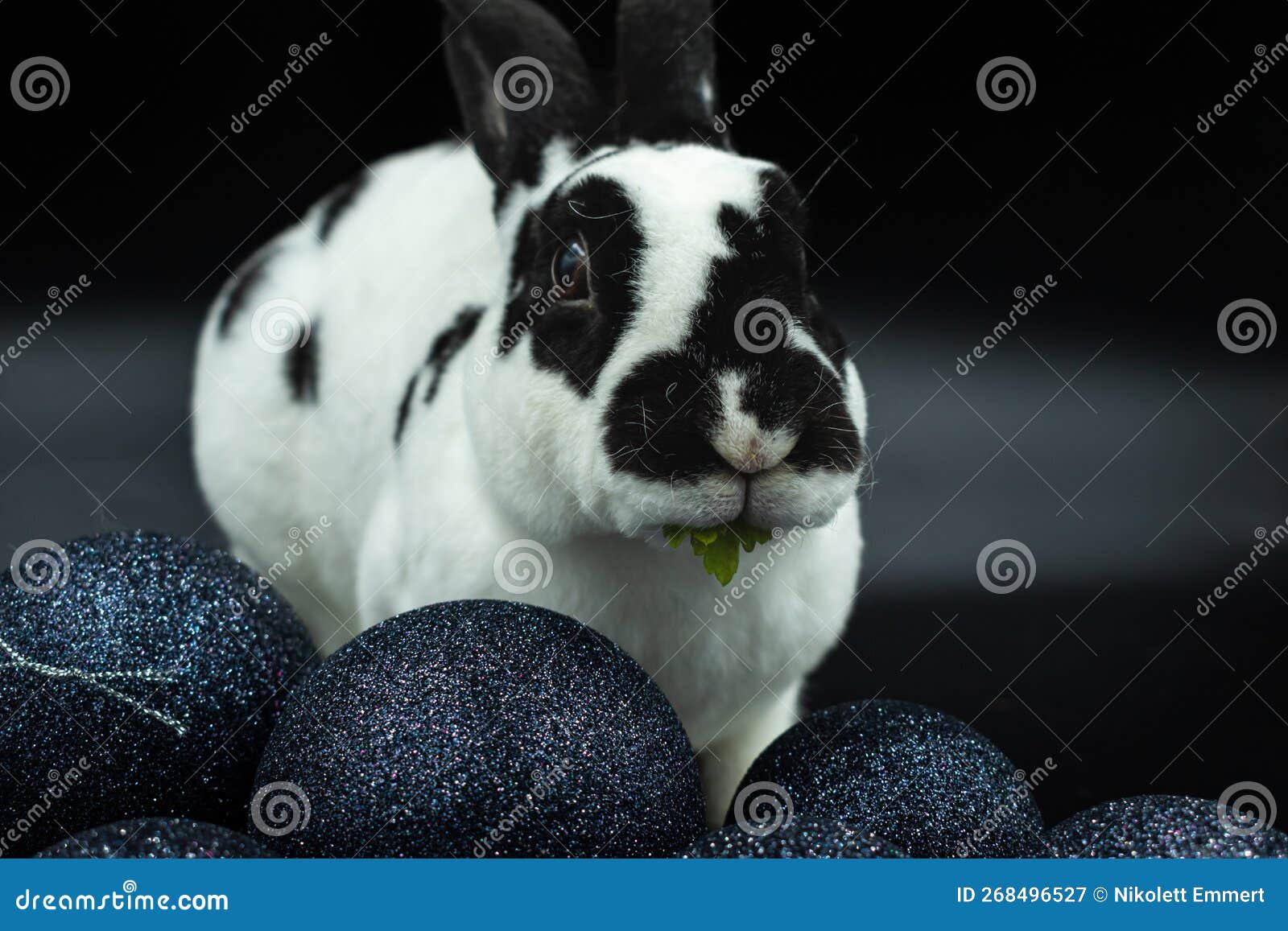 Cute Bunny with Black Background Stock Image - Image of happy, holiday ...