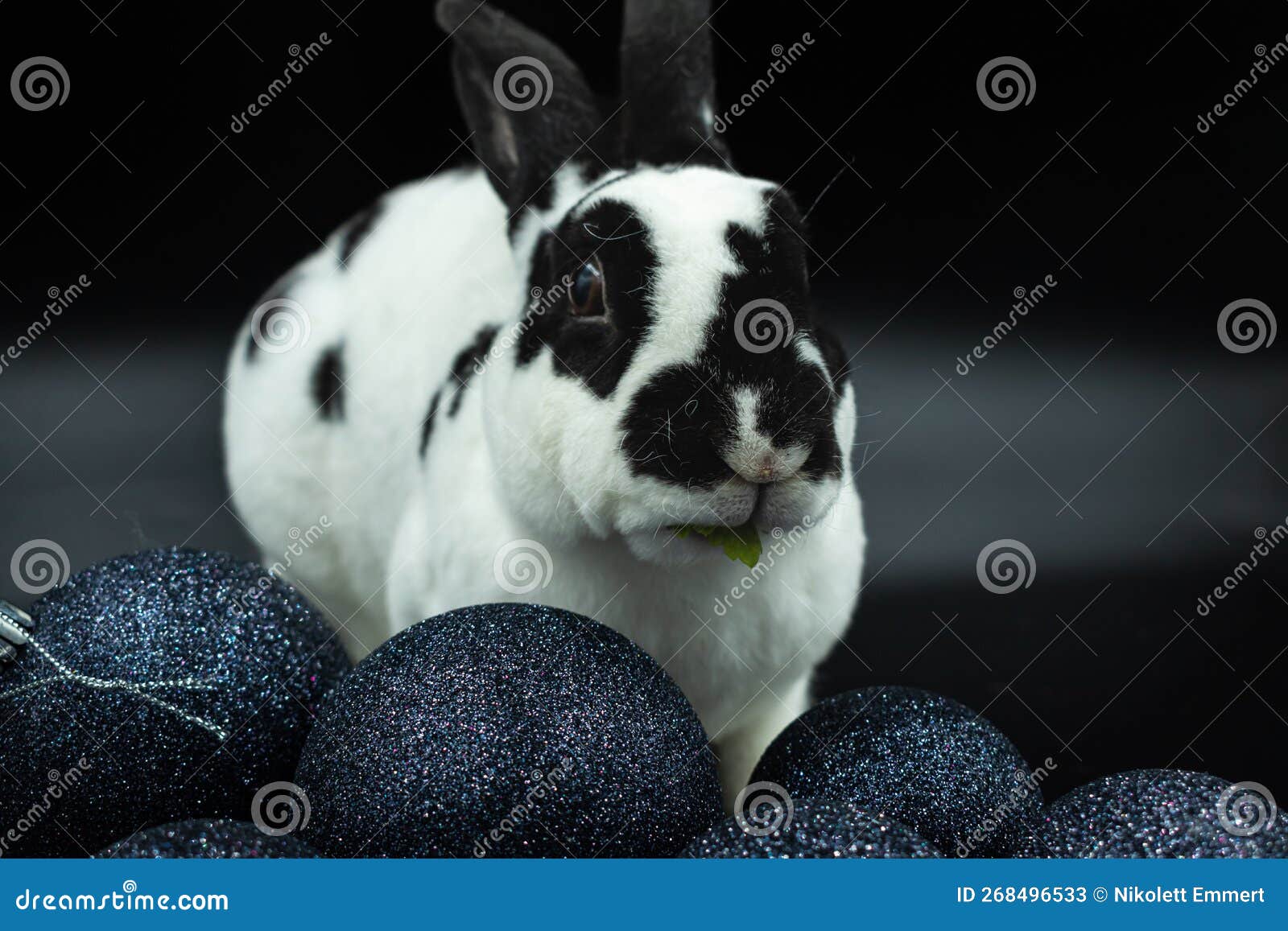 Cute Bunny with Black Background Stock Image - Image of little, ears ...