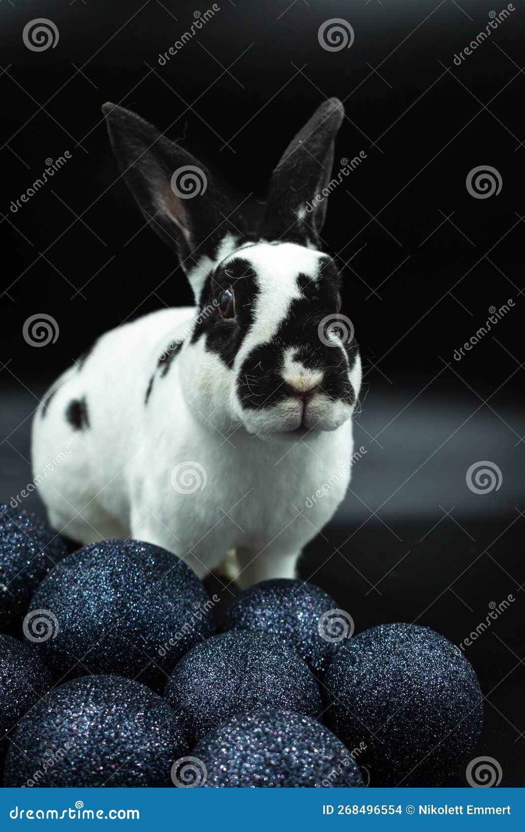 Cute Bunny with Black Background Stock Photo - Image of isolated, happy ...