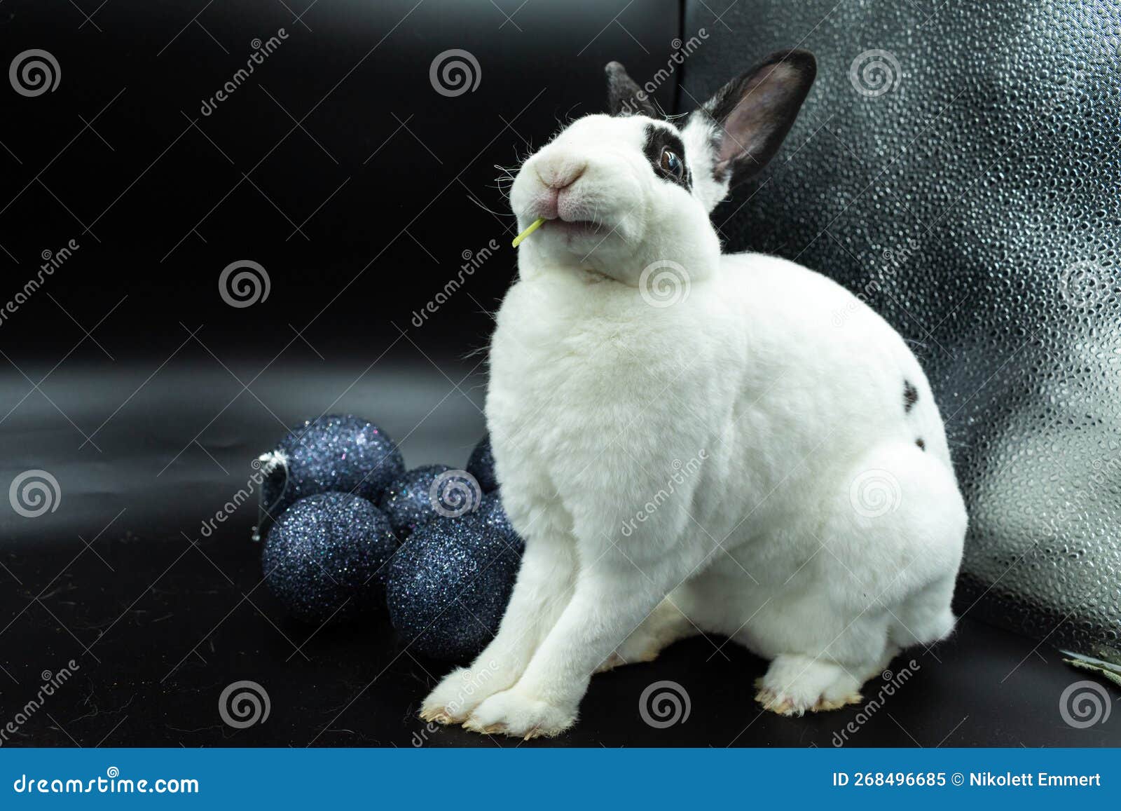 Cute Bunny with Black Background Stock Image - Image of copy, animal ...