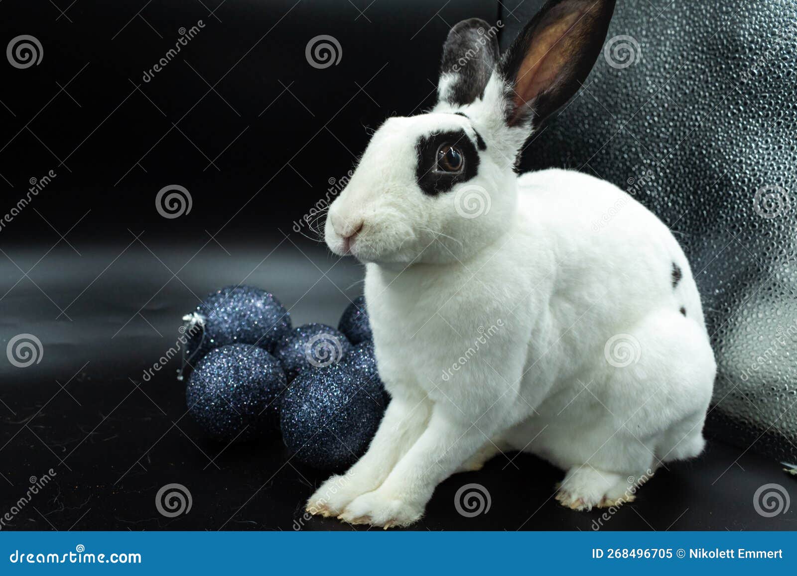 Cute Bunny with Black Background Stock Image - Image of bunnies ...