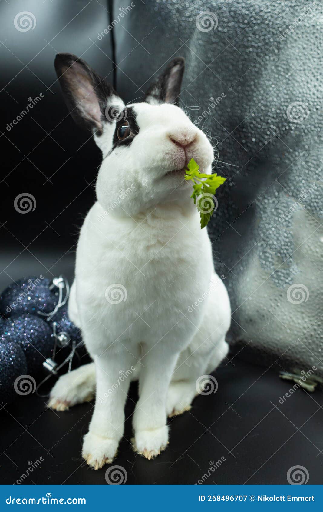Cute Bunny with Black Background Stock Image - Image of ears, space ...