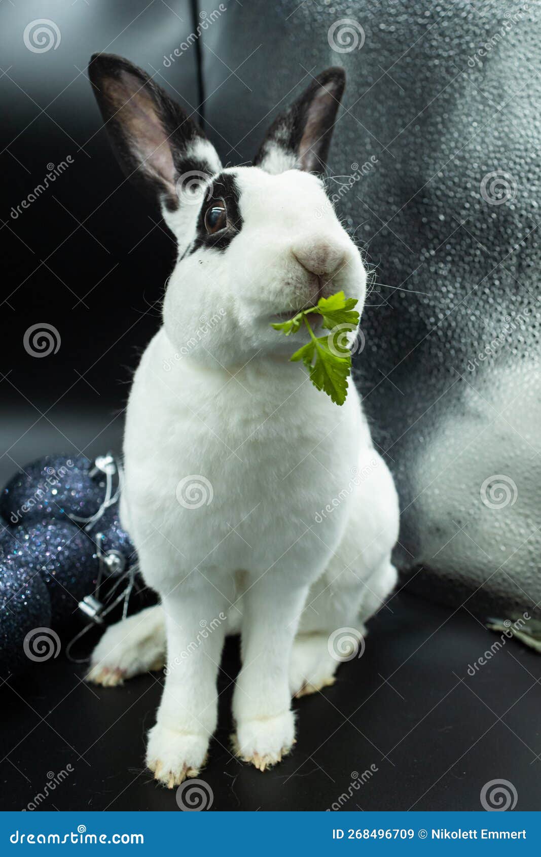 Cute Bunny with Black Background Stock Image - Image of domestic ...