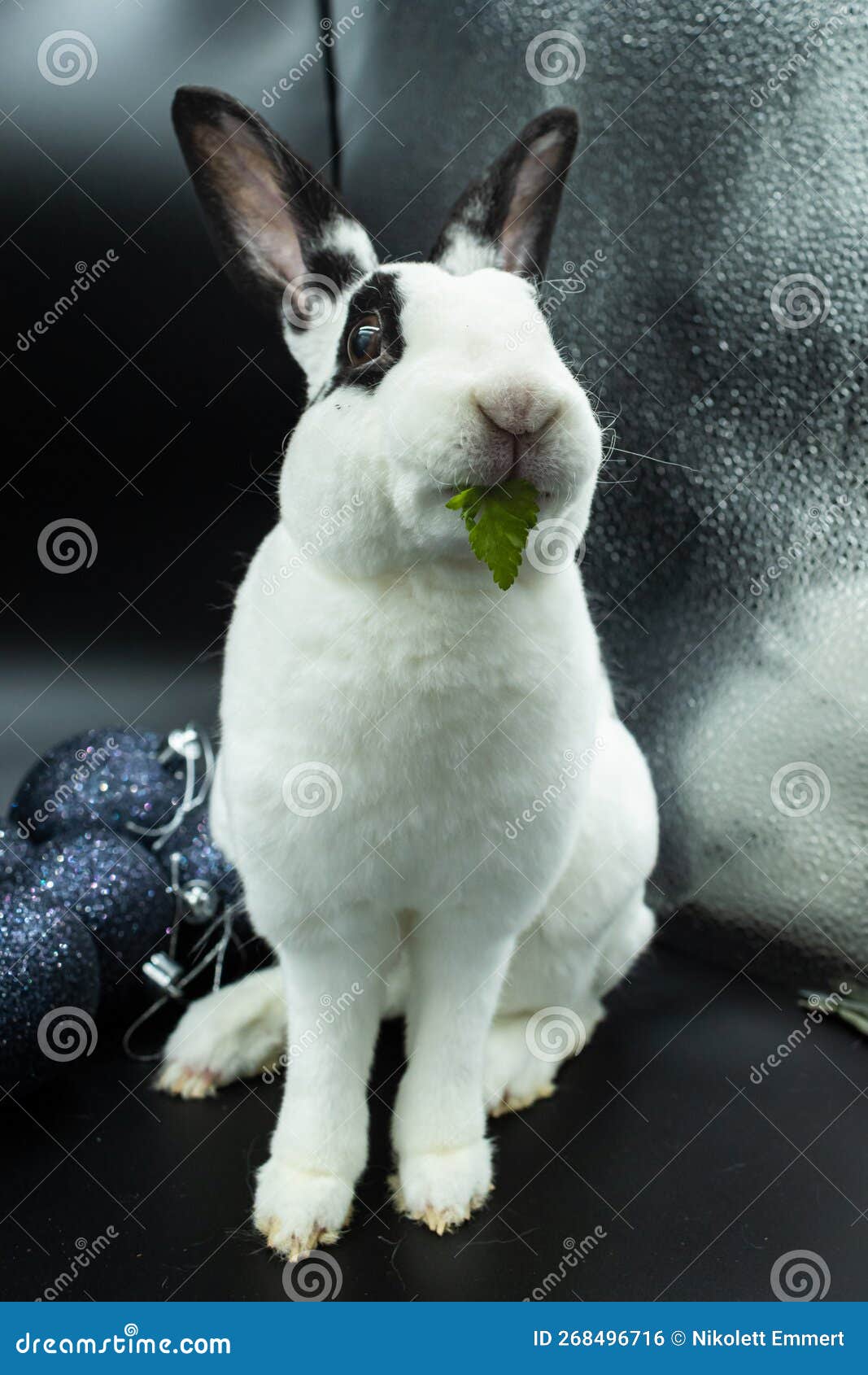 Cute Bunny with Black Background Stock Photo - Image of background ...