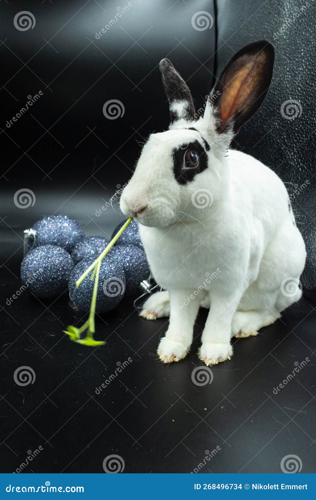Cute Bunny with Black Background Stock Photo - Image of indoor, bunnies ...