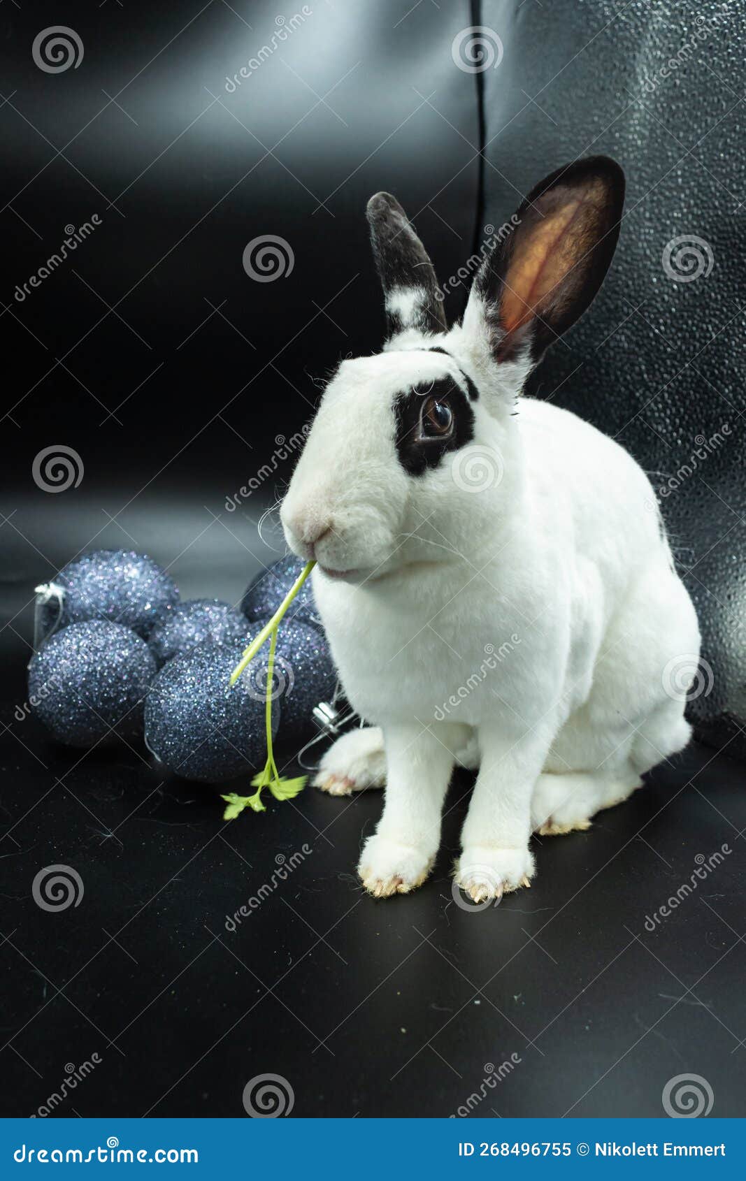 Cute Bunny with Black Background Stock Image - Image of adorable, funny ...