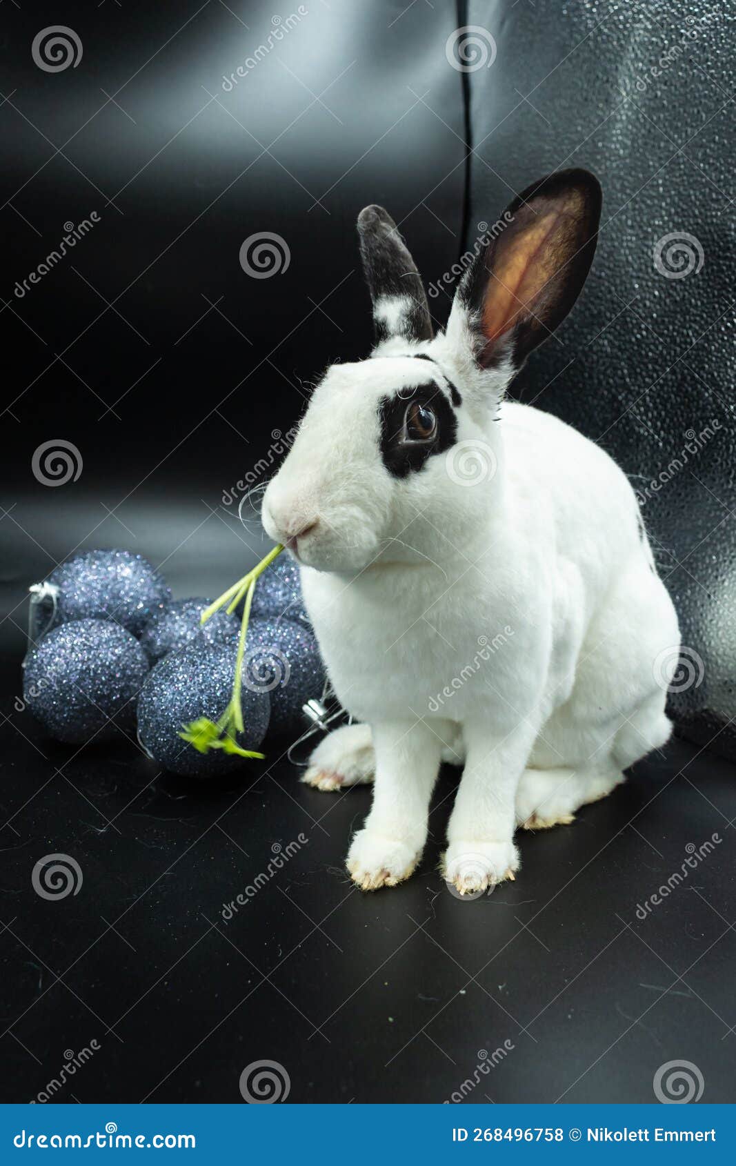 Cute Bunny with Black Background Stock Photo - Image of celebration ...