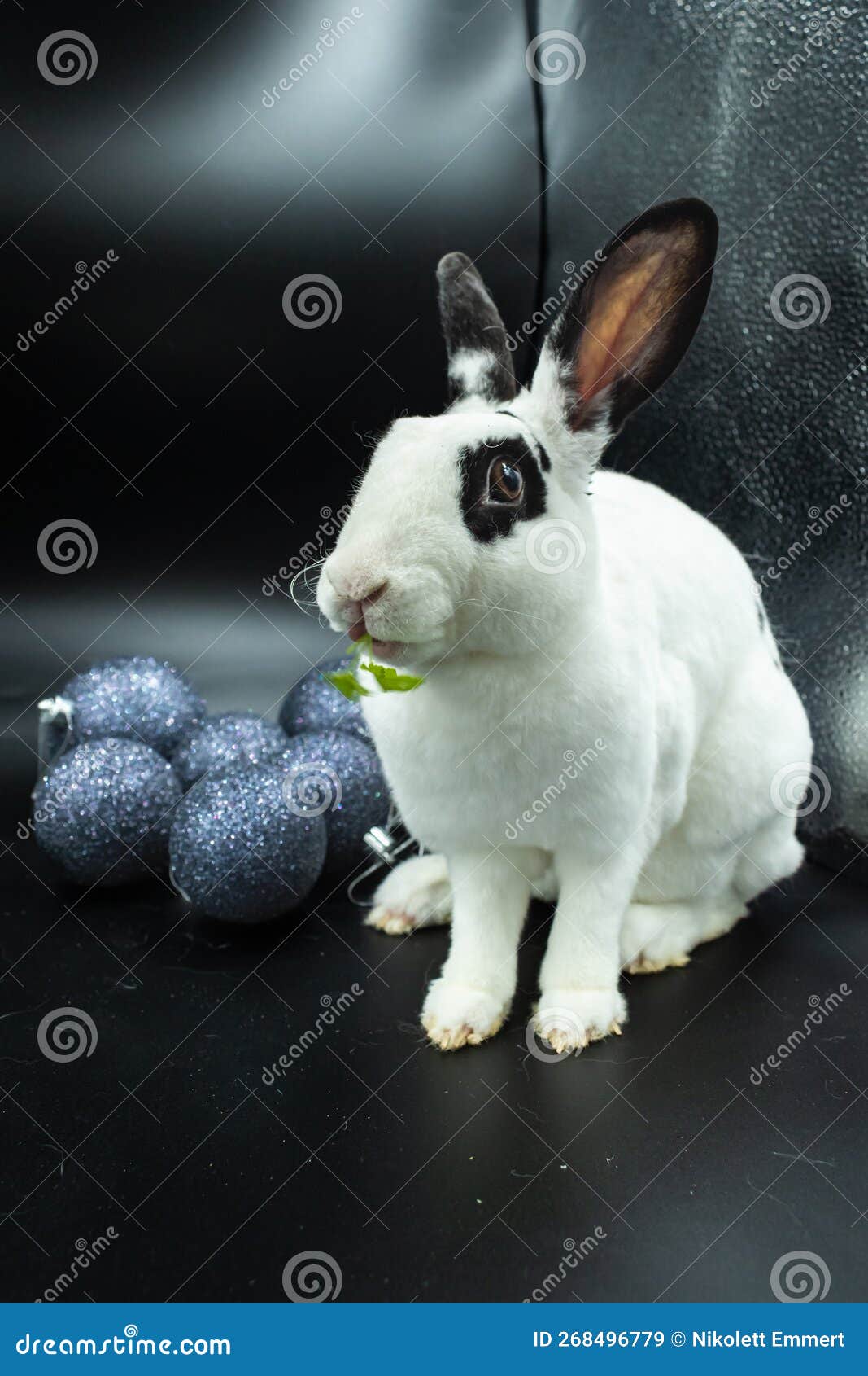 Cute Bunny with Black Background Stock Image - Image of christmas, cute ...