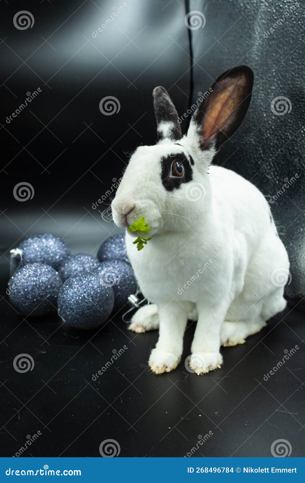 Cute Bunny with Black Background Stock Photo - Image of cute, looking ...