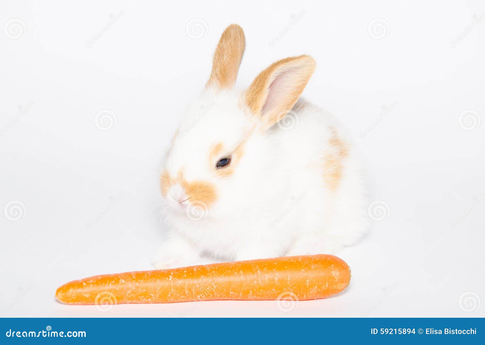 Cute bunny with carrot stock photo. Image of card, beauty - 59215894