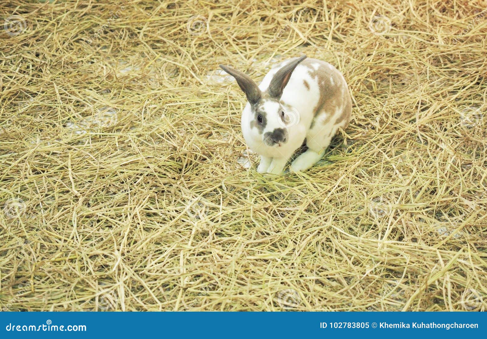 Bunny in the farm stock image. Image of look, garden - 102783805