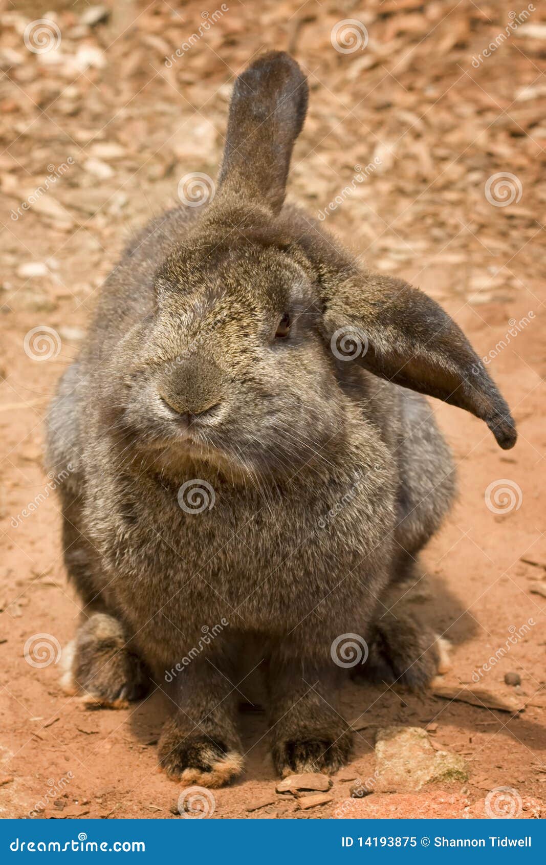 Cute Bunny with Floppy Ears Stock Image - Image of floppy, ground: 14193875