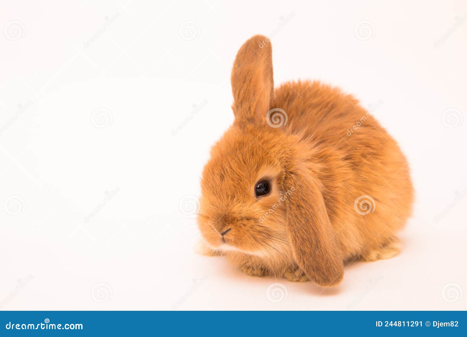 Cute Bunny Funny Rabbit Portrait Stock Image - Image of domestic, brown ...