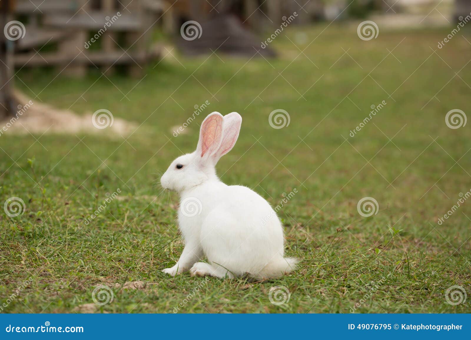 Cute bunny in the garden. stock image. Image of clean - 49076795