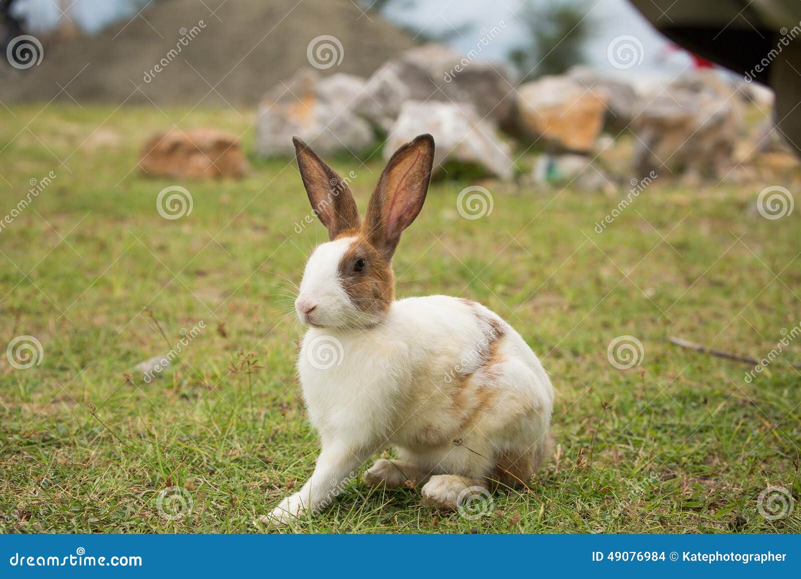 Cute bunny in the garden. stock photo. Image of live - 49076984