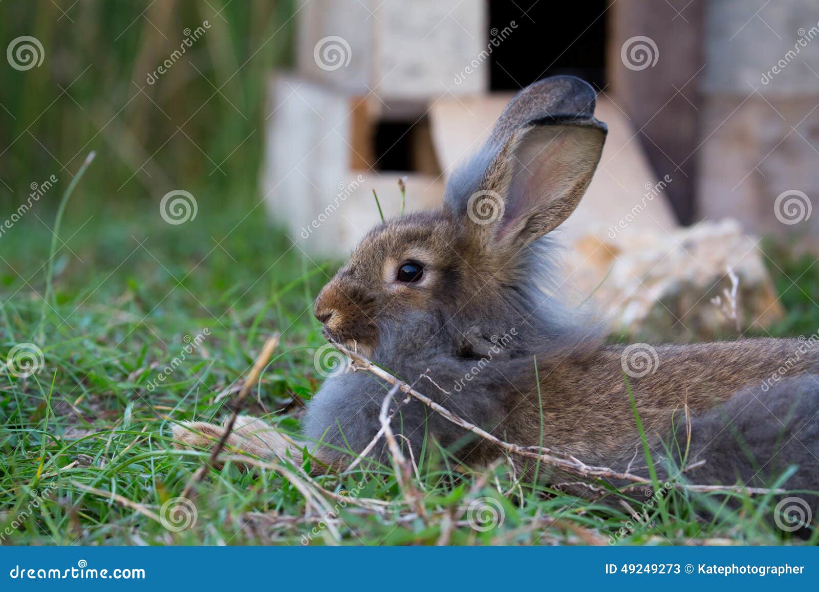 Cute bunny in the garden. stock image. Image of garden - 49249273