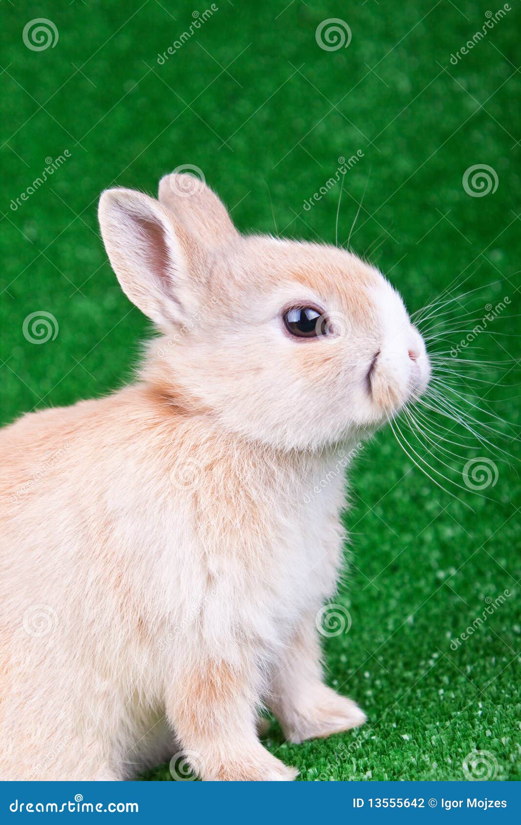 Cute bunny on grass stock photo. Image of season, adorable - 13555642