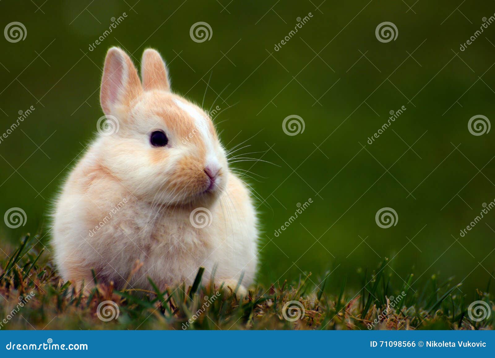 Cute bunny in grass stock photo. Image of baby, fauna - 71098566