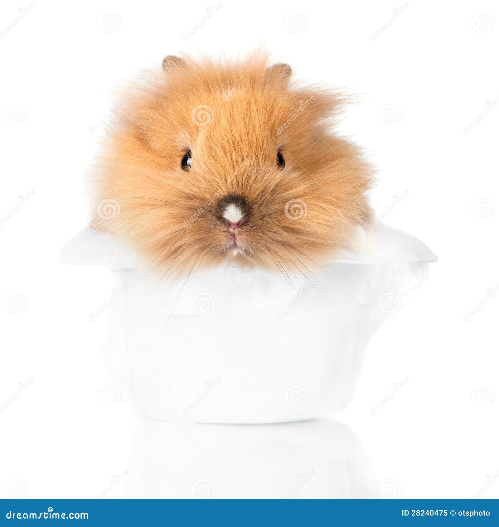 Cute bunny in a hat stock image. Image of rabbit, short - 28240475