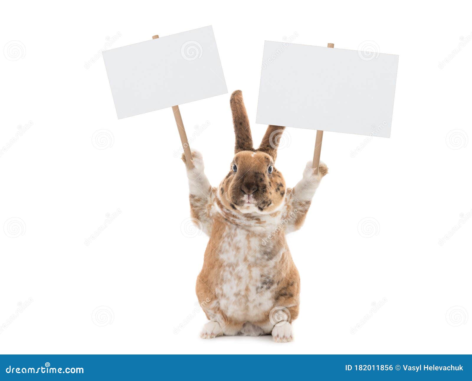 Cute Bunny Holding a Two White Banner Stock Photo - Image of valentines ...