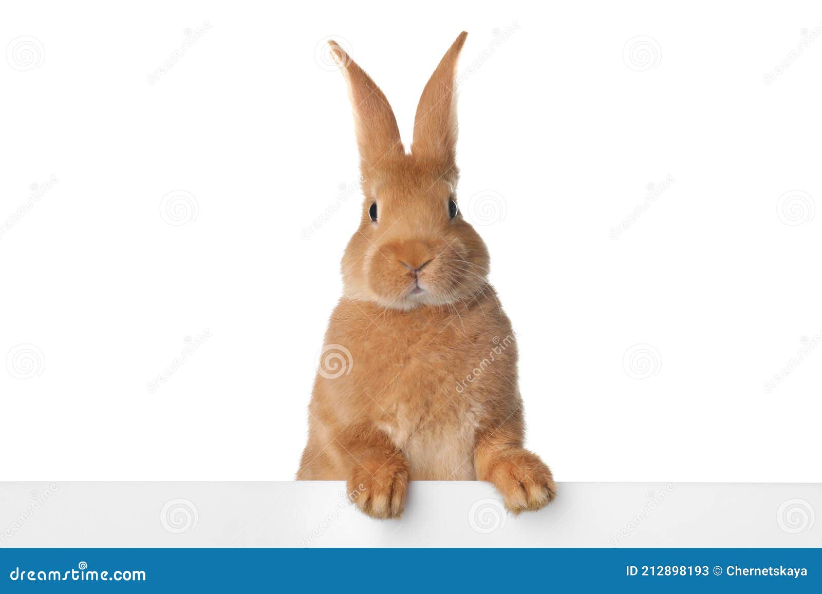 Cute Bunny Isolated on White. Easter Symbol Stock Image - Image of ...