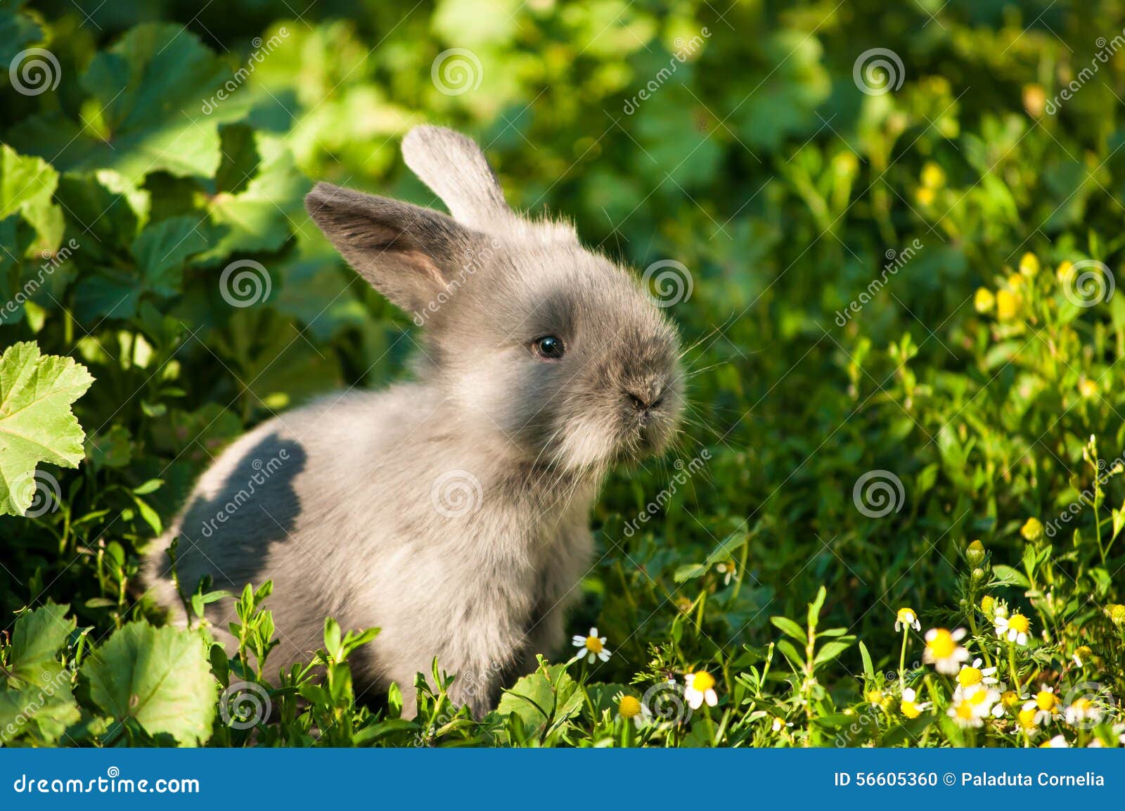 Cute bunny stock photo. Image of mammal, furry, chamomile - 56605360
