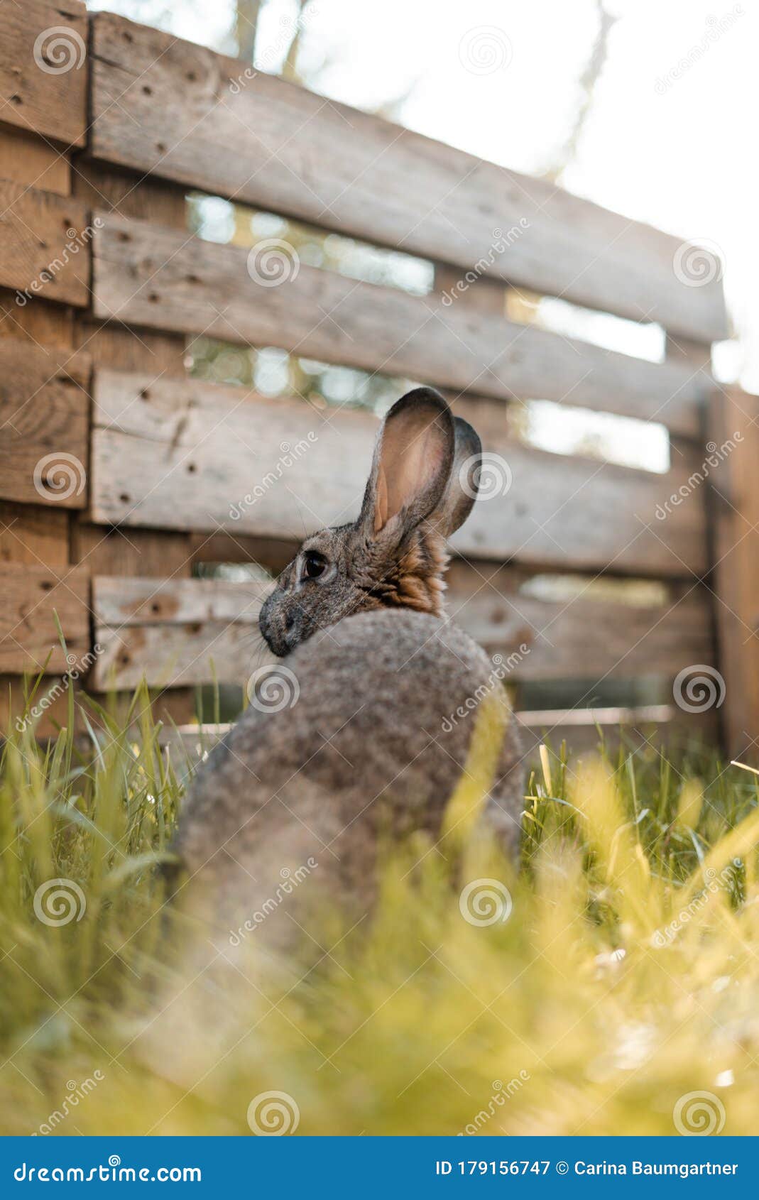 Cute bunny looking back stock image. Image of garden - 179156747