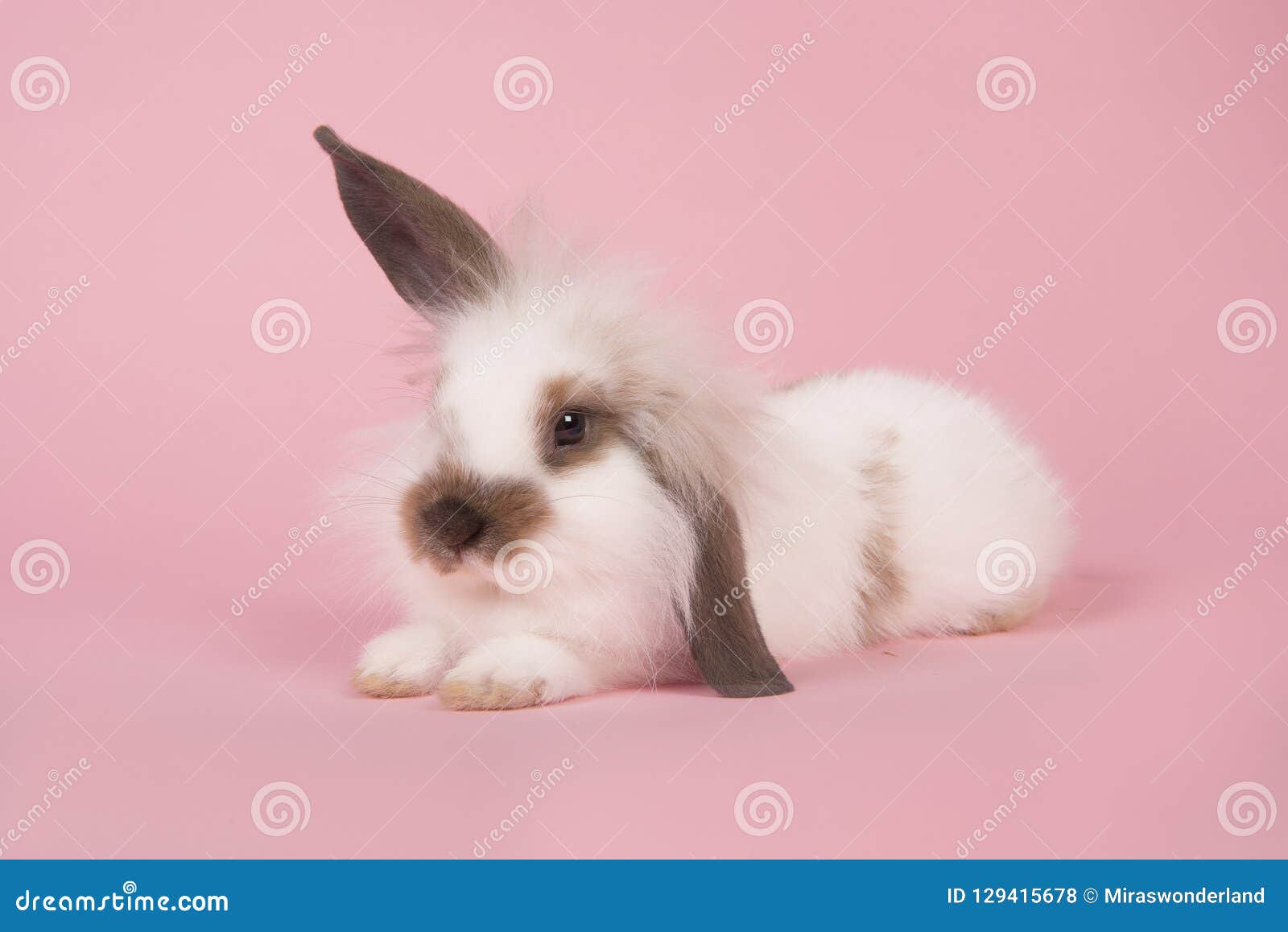 Cute Bunny Lying Down on a Pink Background with One Ear Up and O Stock ...