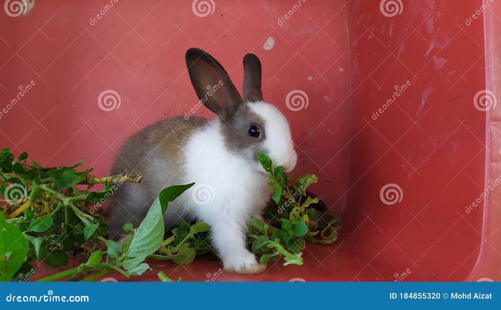 Cute bunny 2 month old stock photo. Image of month, cute - 184855320