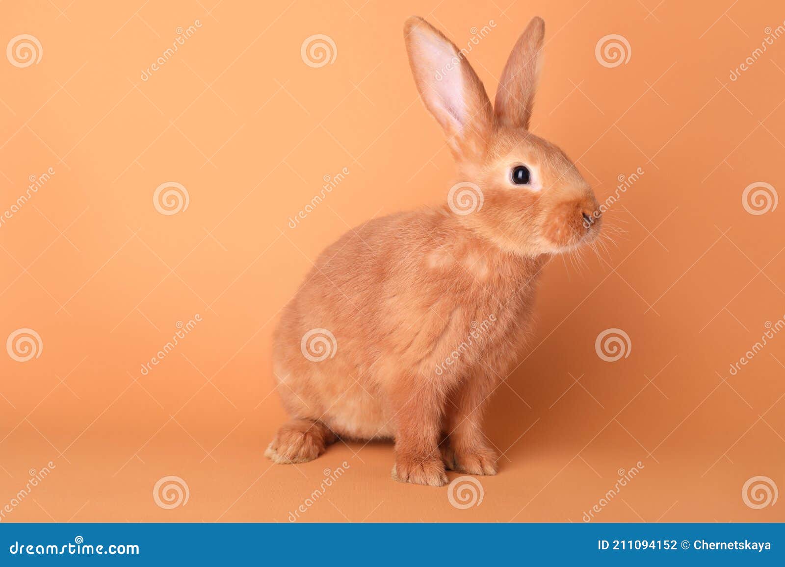Cute Bunny on Orange Background. Easter Symbol Stock Photo - Image of ...