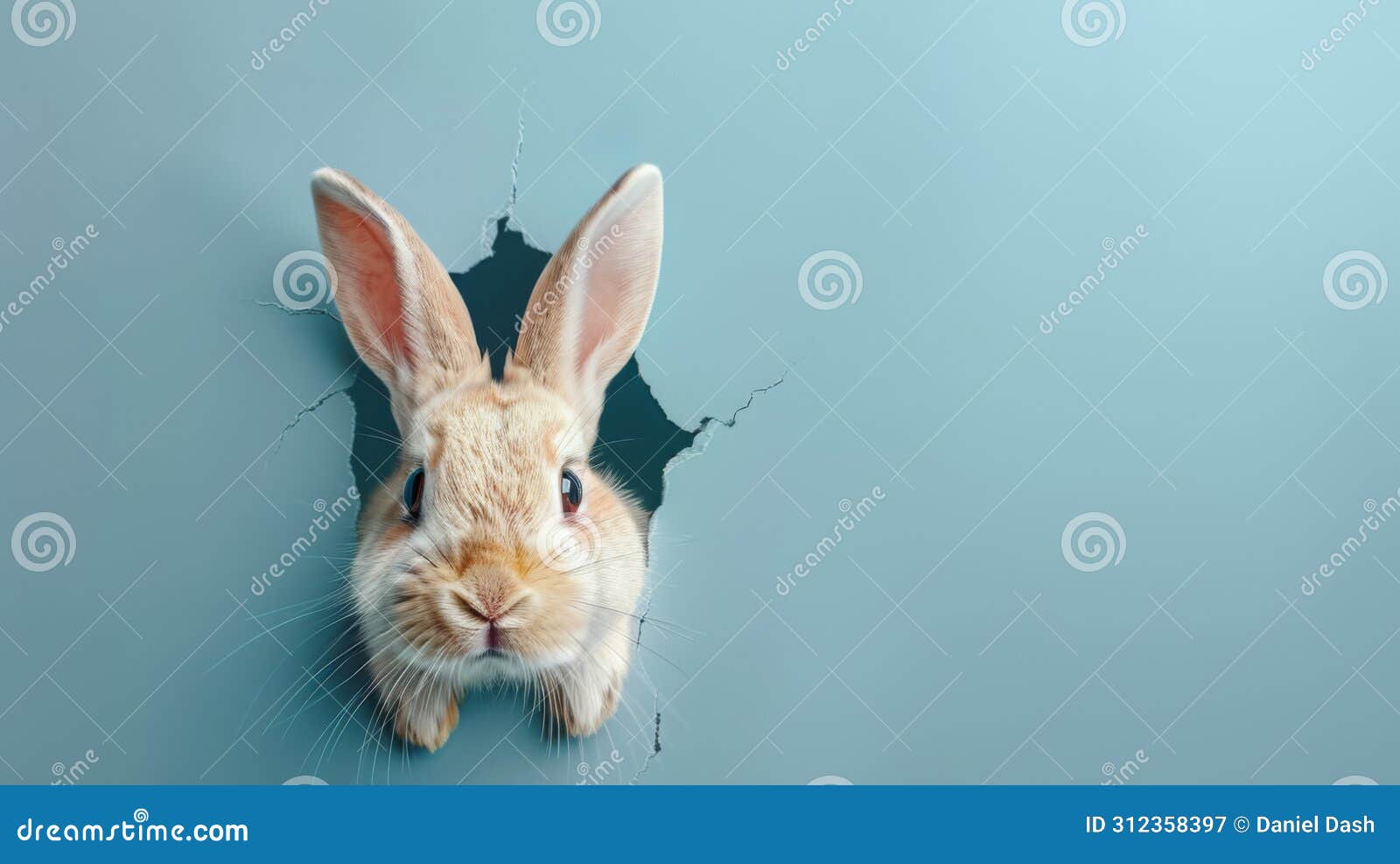Cute Bunny Peeking through a Hole on Blue Background Stock Image ...