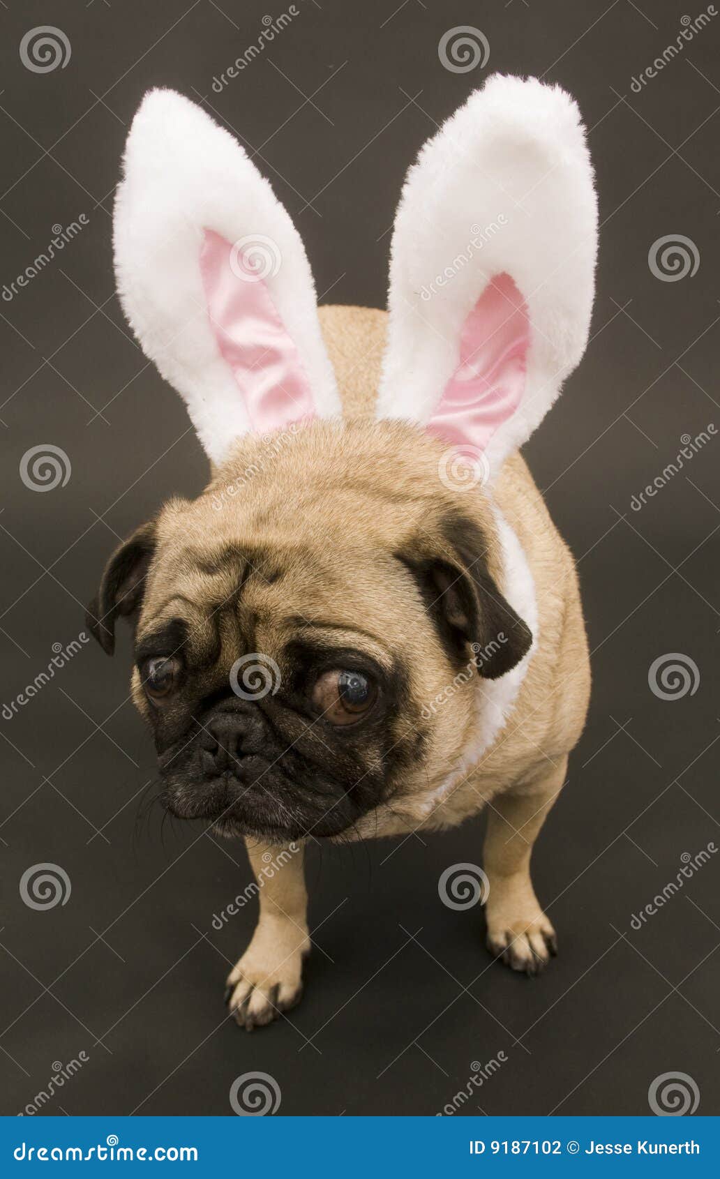 Cute Bunny Pug stock photo. Image of ears, easter, expressive - 9187102
