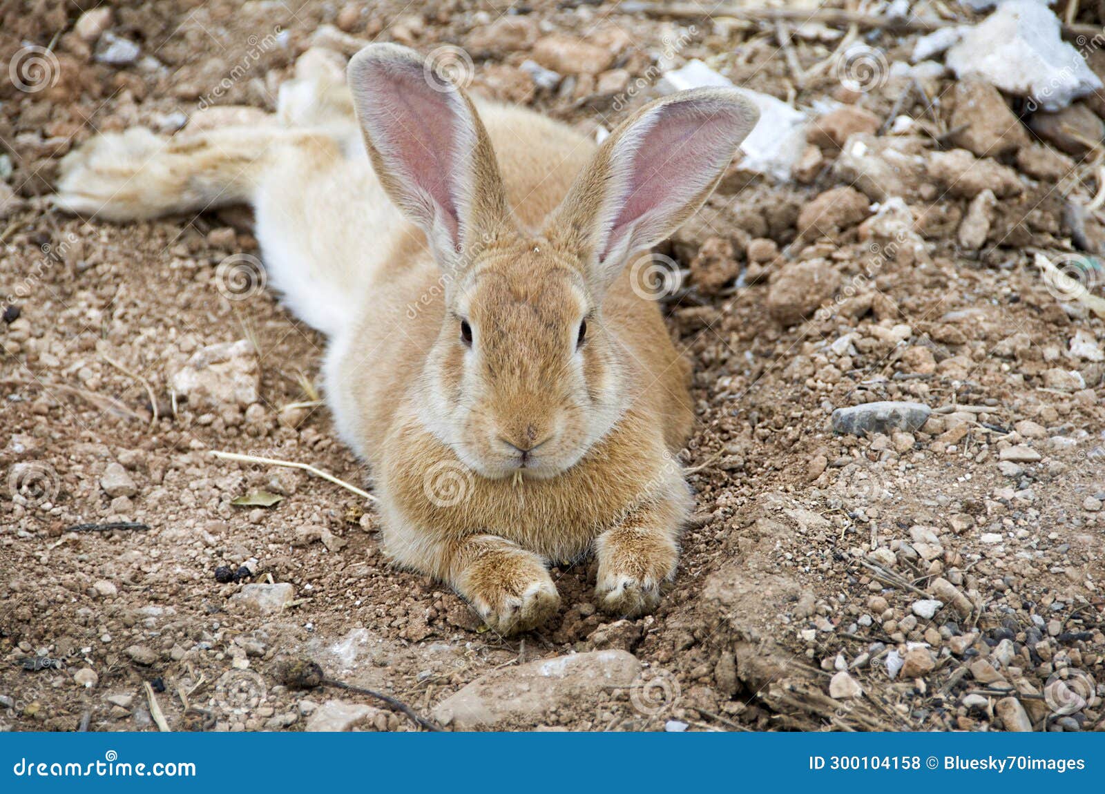 Bunny Rabbit with Big Ears Lying Down and Resting on Fields Stock Photo ...