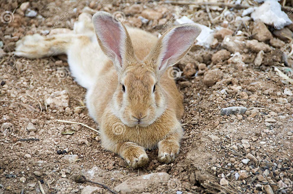 Bunny Rabbit with Big Ears Lying Down and Resting on Fields Stock Photo ...