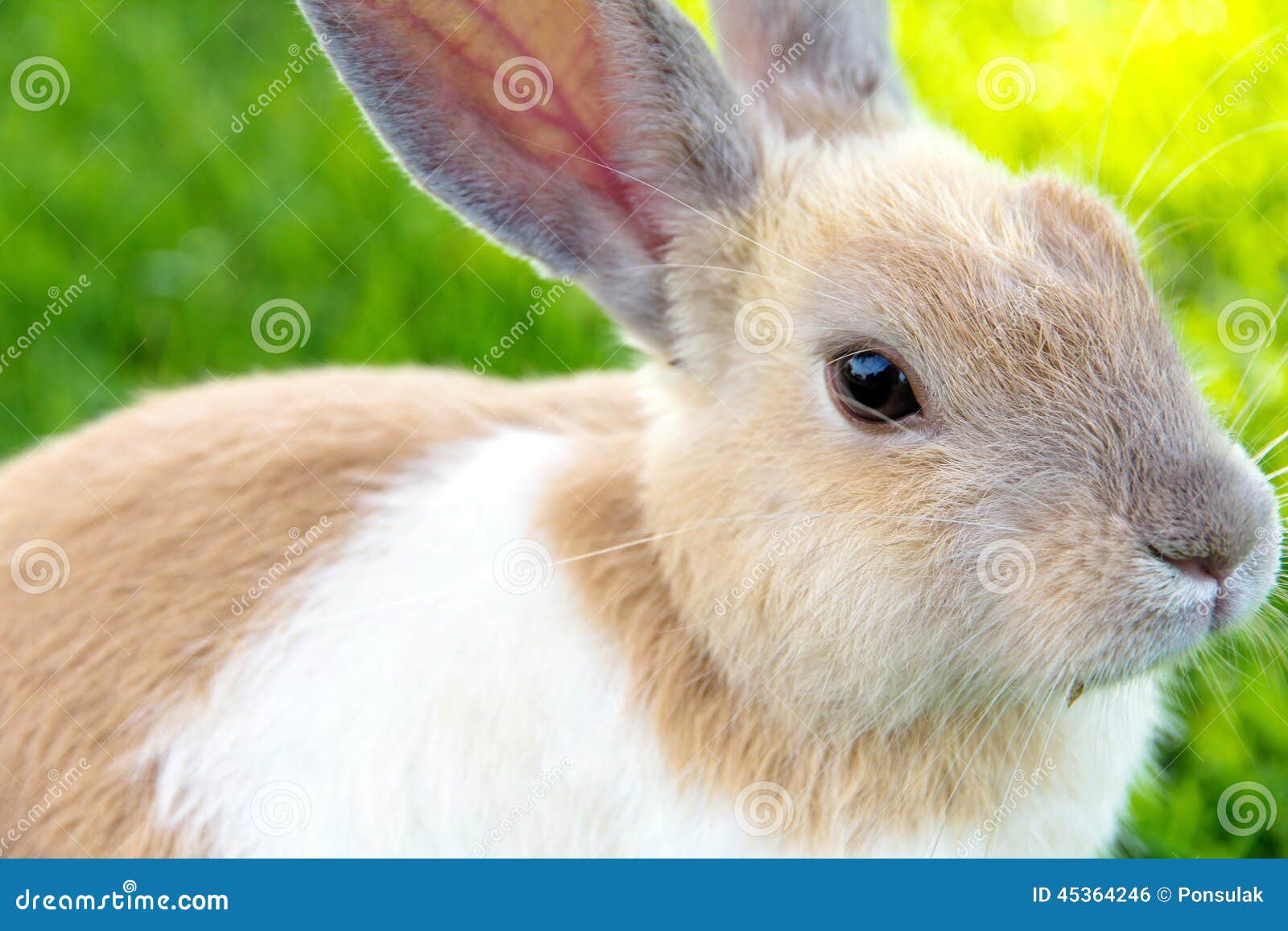 Cute Bunny Rabbit on the Grass Stock Photo - Image of looking, domestic ...