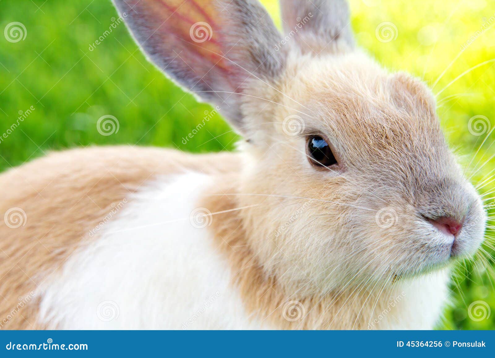 Cute Bunny Rabbit on the Grass Stock Photo - Image of white, curiosity ...