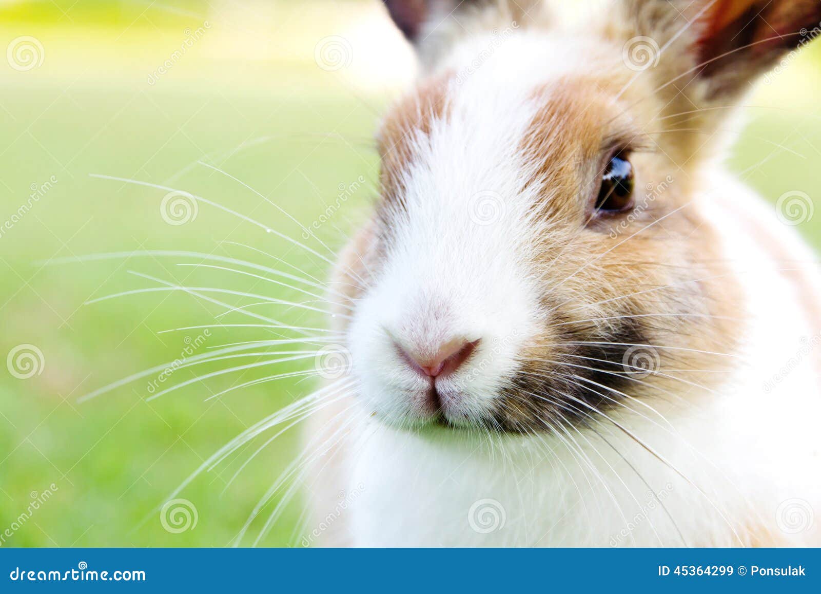 Cute Bunny Rabbit on the Grass Stock Image - Image of fluffy, domestic ...