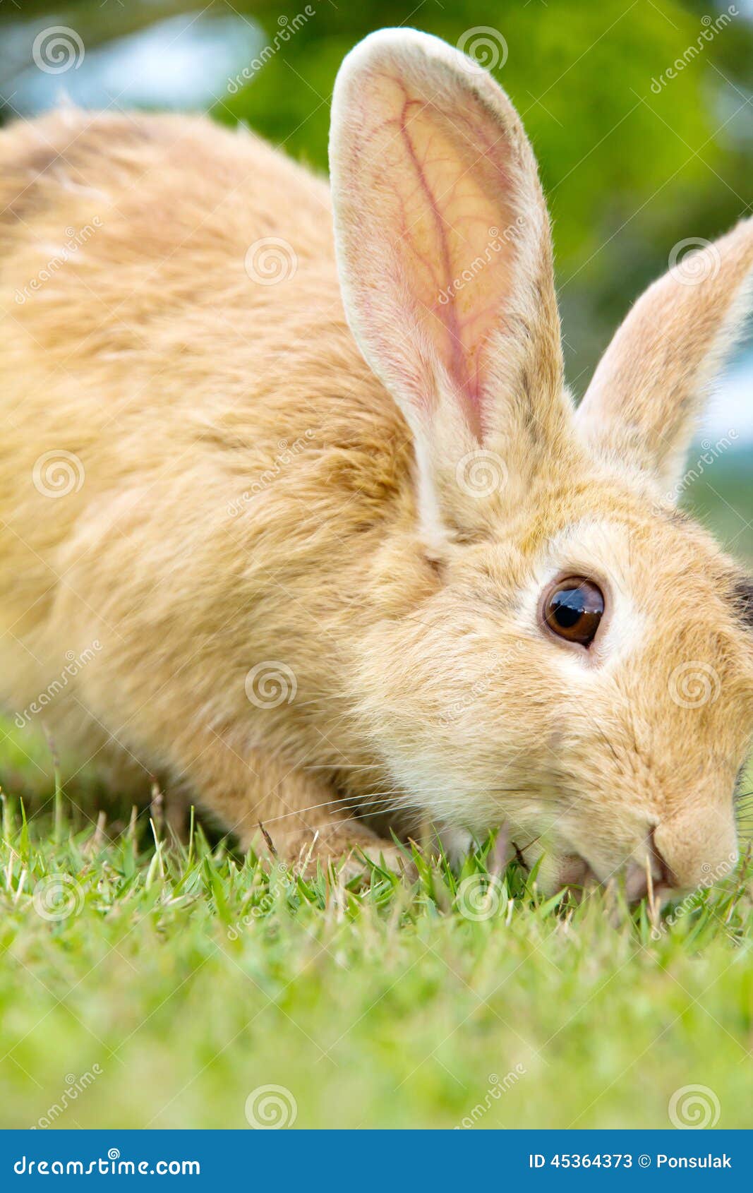 Cute Bunny Rabbit on the Grass Stock Image - Image of summer, pets ...